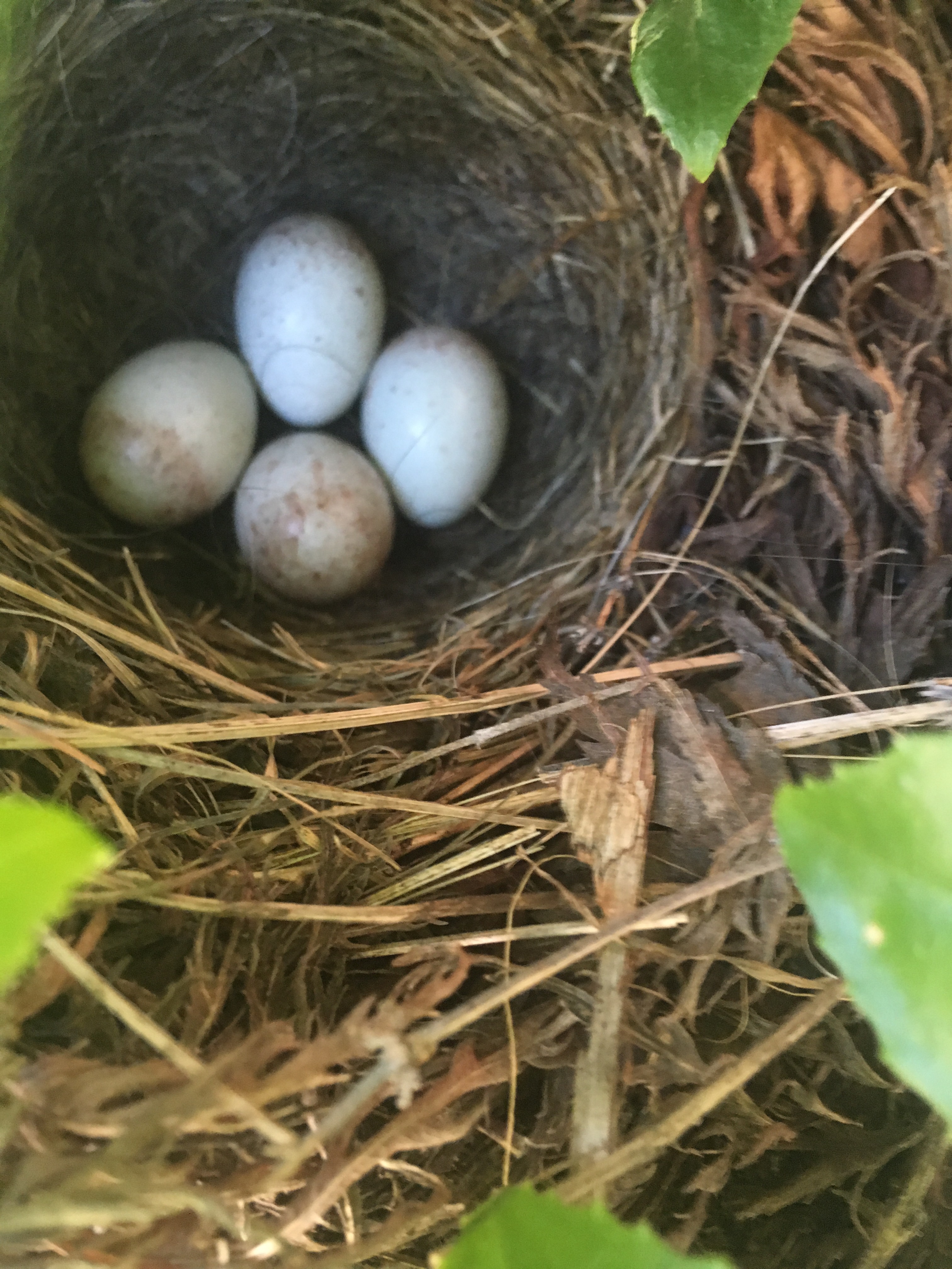 The Junco Nest – Travels Through My Lens