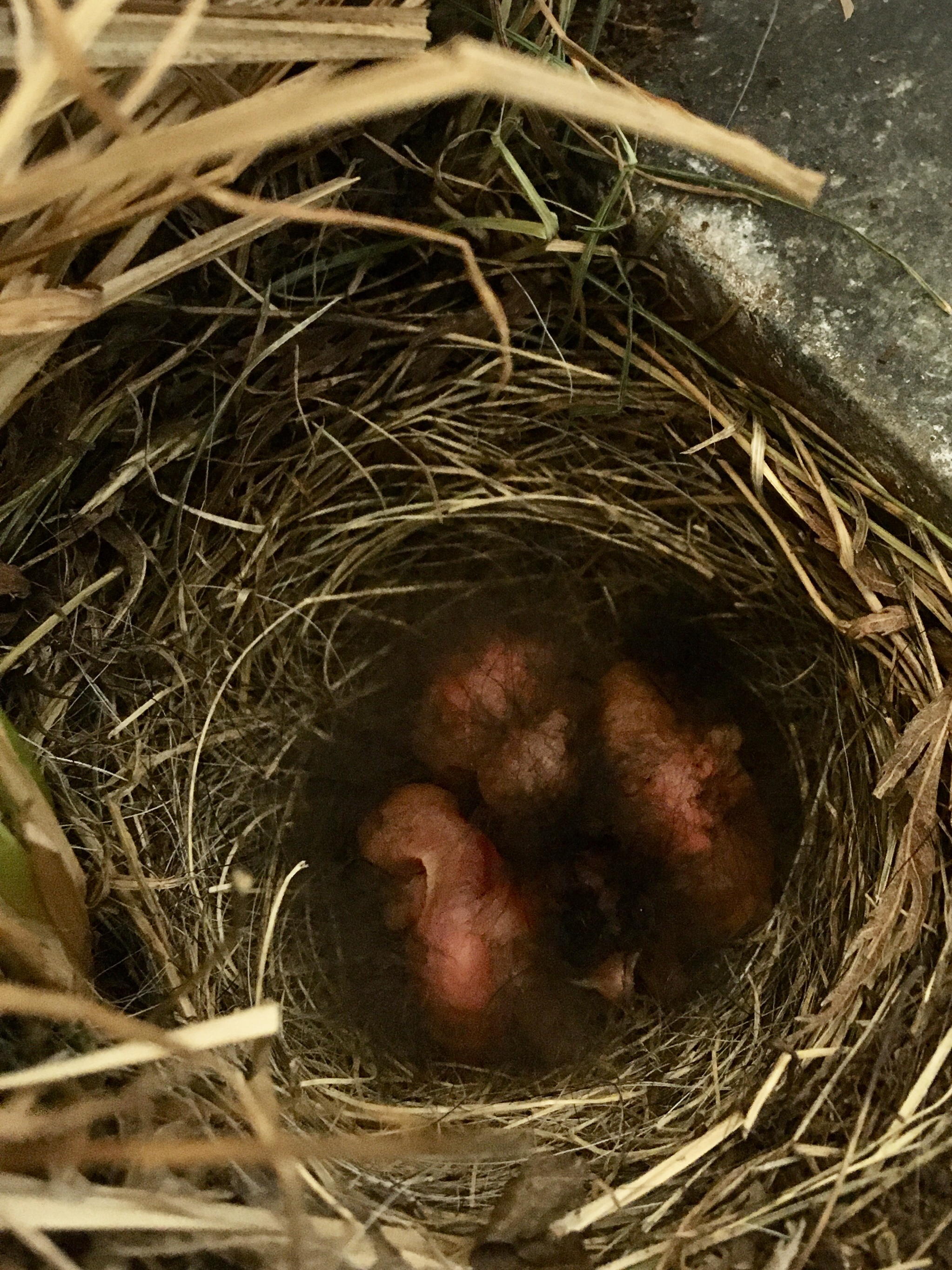 The Junco Nest – Travels Through My Lens